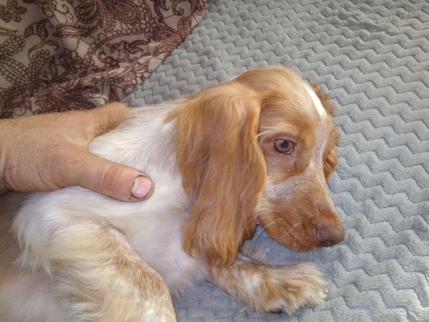 Щенок кокер спаниеля