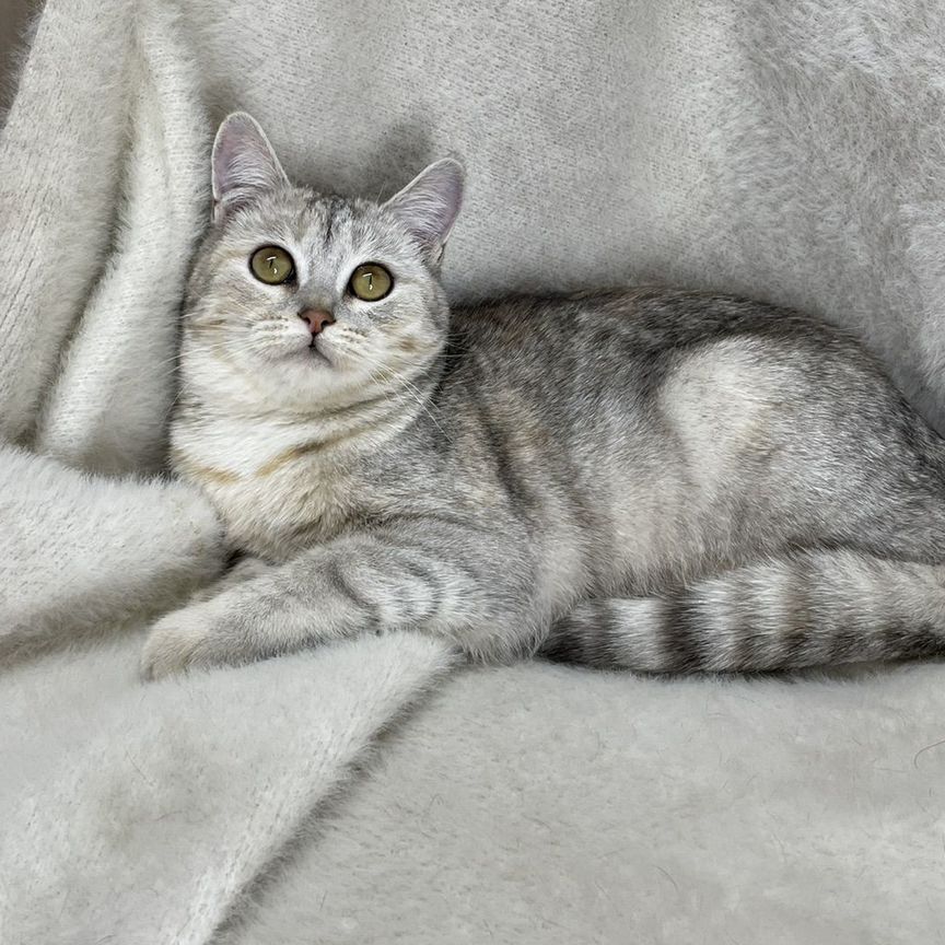 Шотландская кошка ищет дом