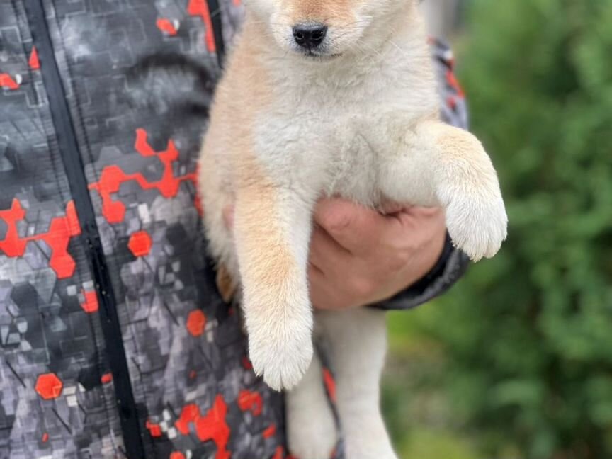 Сиба ину щенок девочка