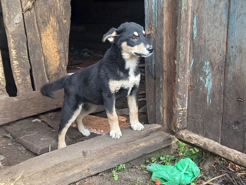 Отдам в хорошие руки щенят