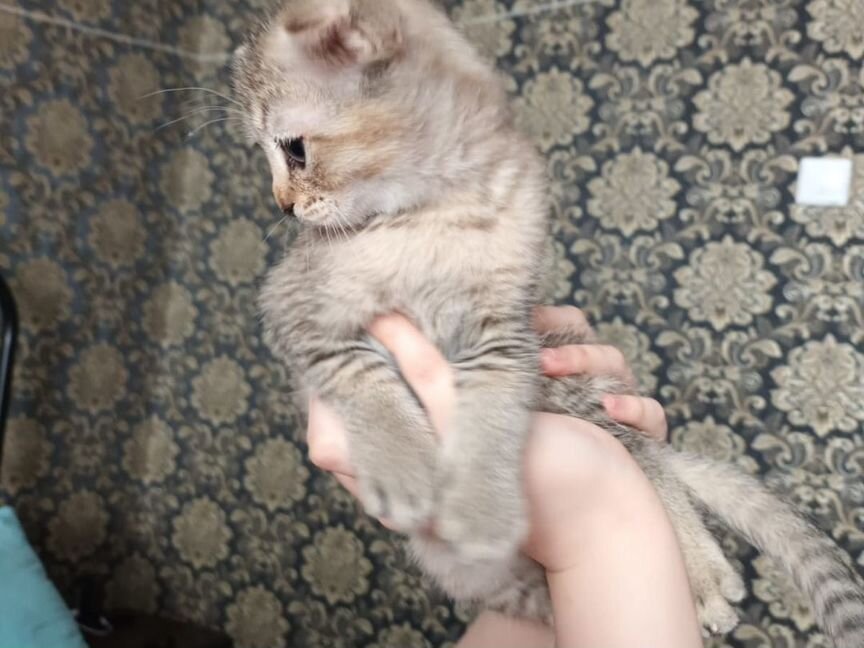 Вислоухий Шотландский котёнок
