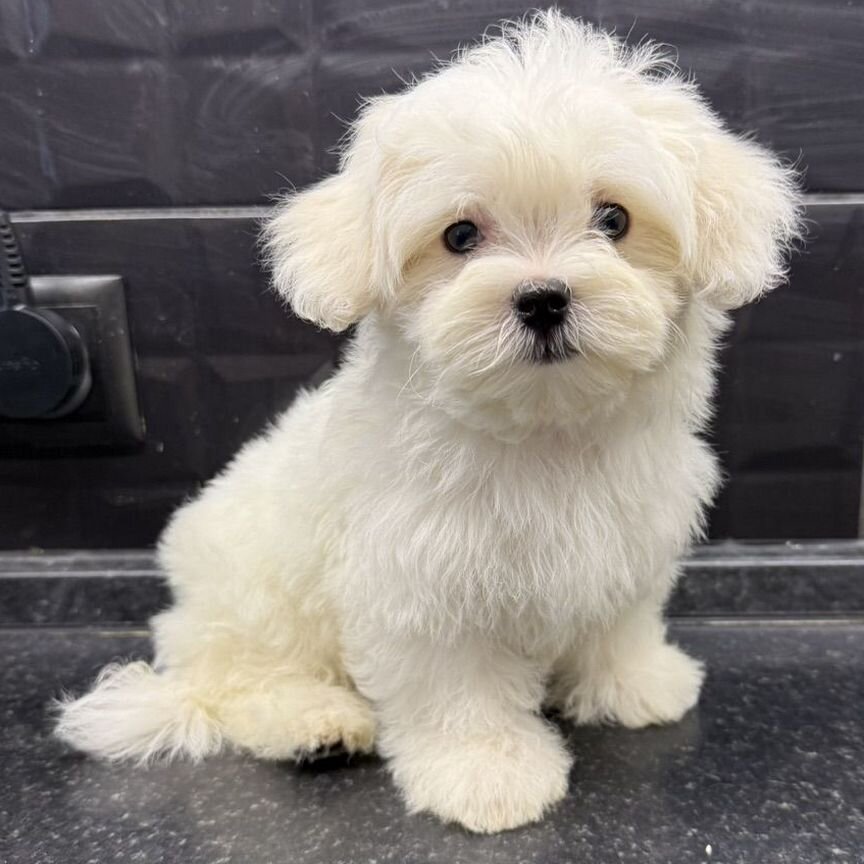 Мальтийская болонка, щенок