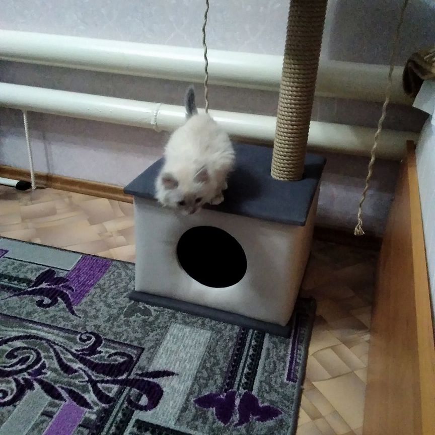 Продам котика 4 месяца