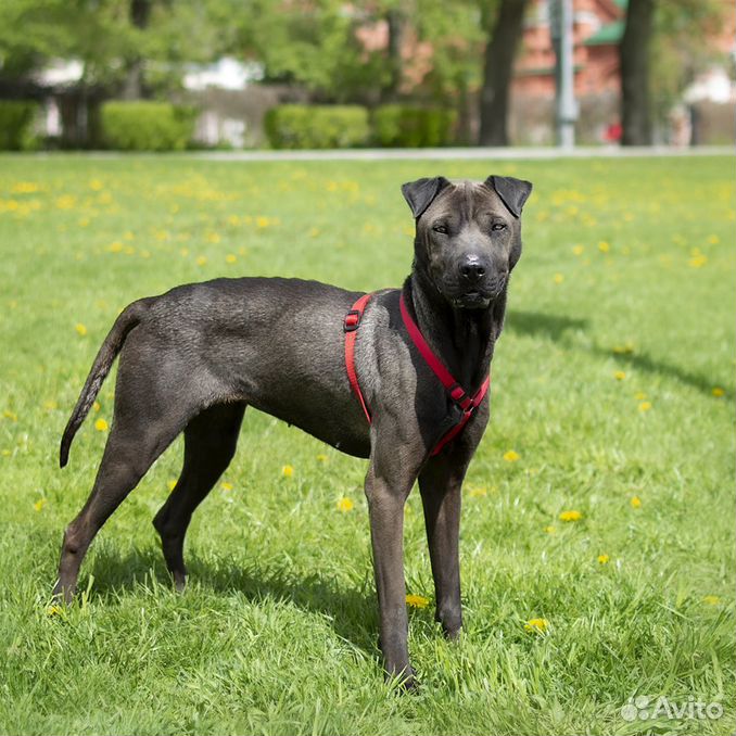 Метис шарпея в приюте ждет семью