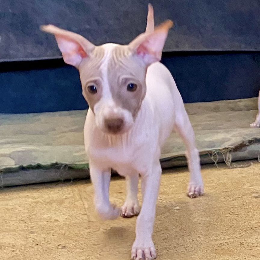 Американский голый терьер, щенок