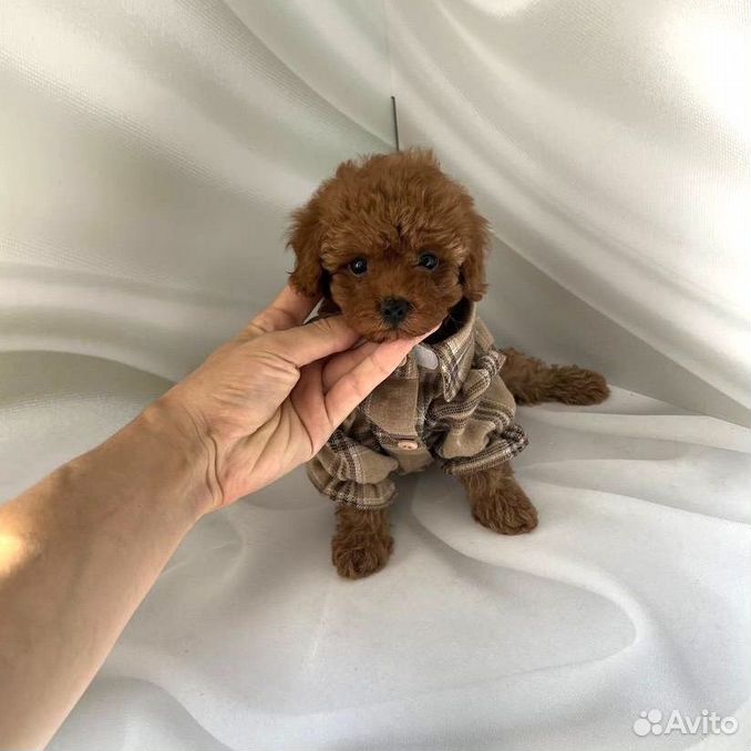 Малышка той-пудель мини