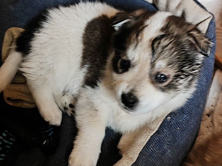 Шикарная красотка ищет дом