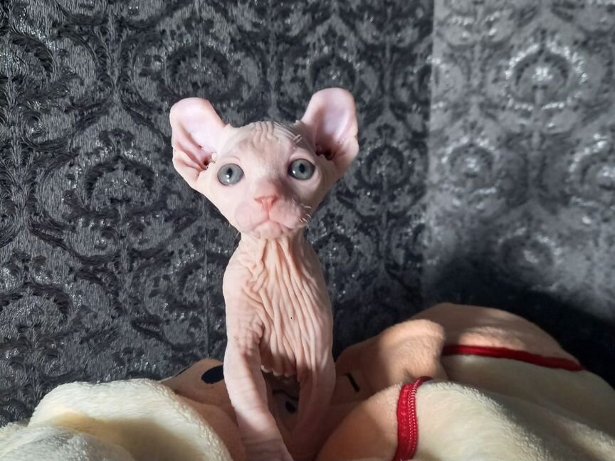 Милашка Эльф Симпа