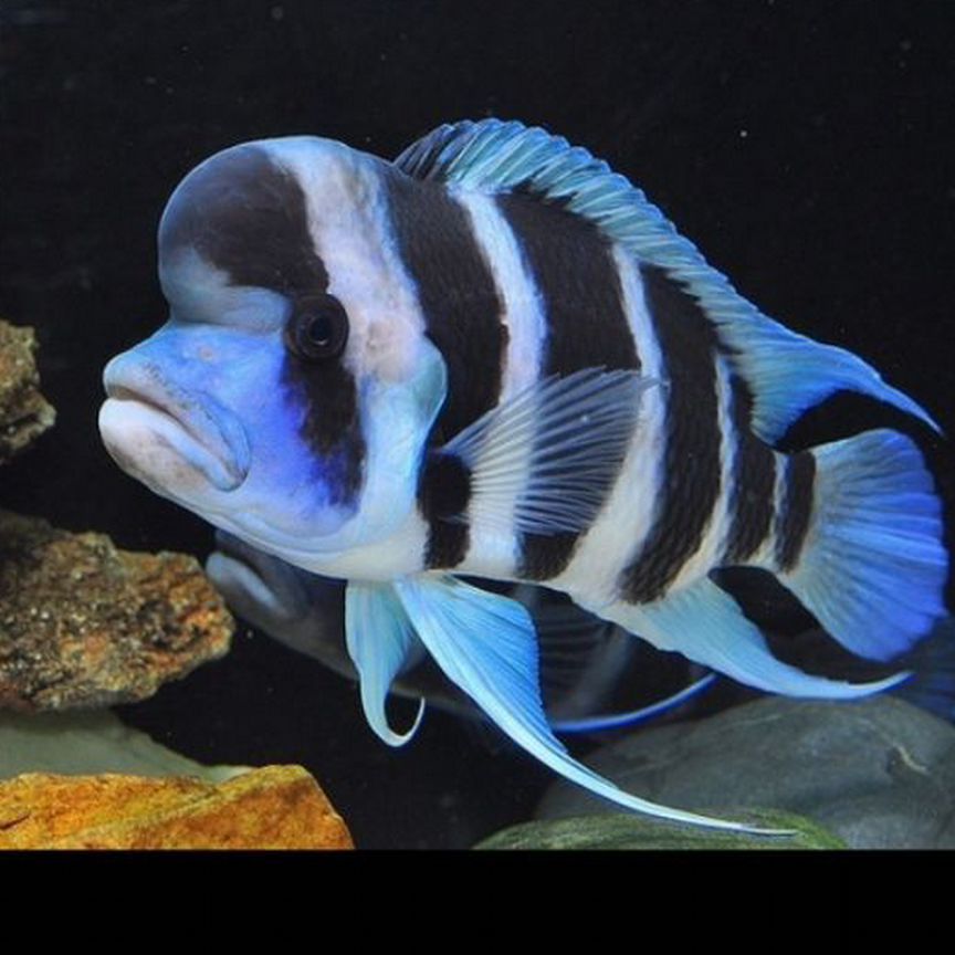 Аквариумные рыбы