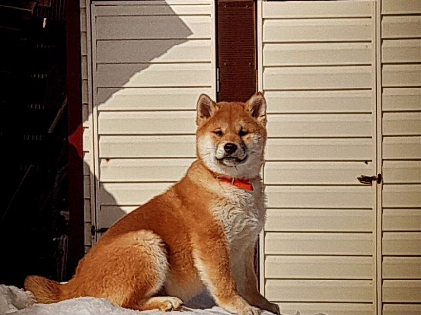 Сиба Ину, щенок