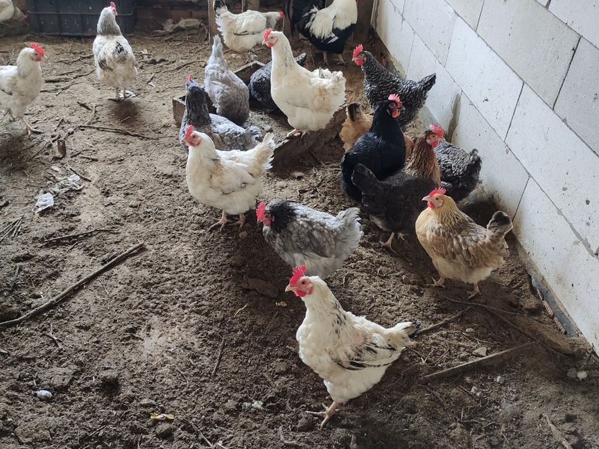 Куры несушки домашние