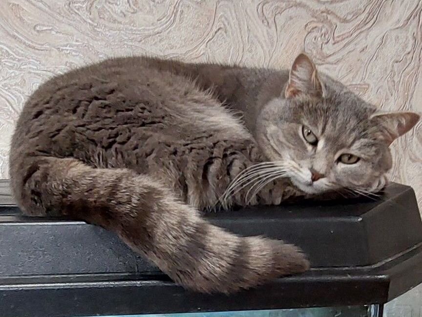 Кошка добрая хорошая ручная красивая