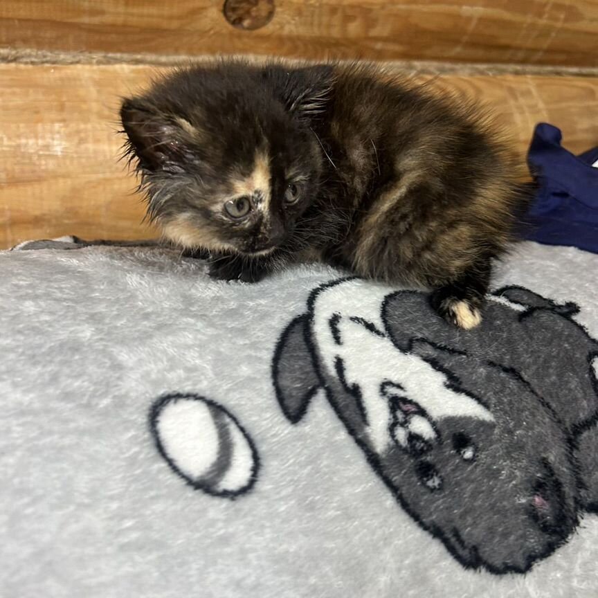 Девочка кошечка