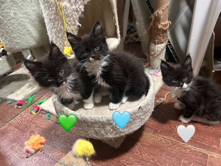 Котята мейн-кун