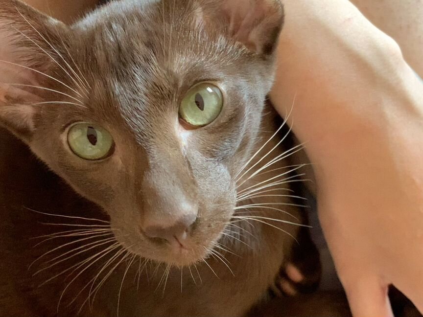 Ориентальный кот вязка