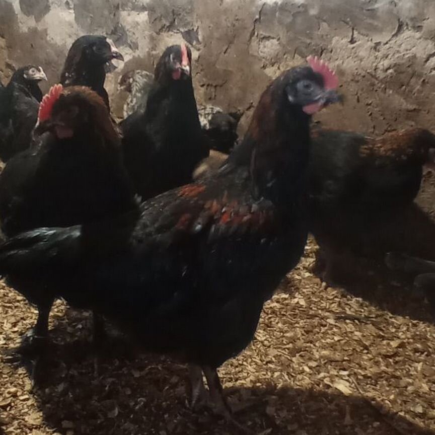 Петушки маран ч/м