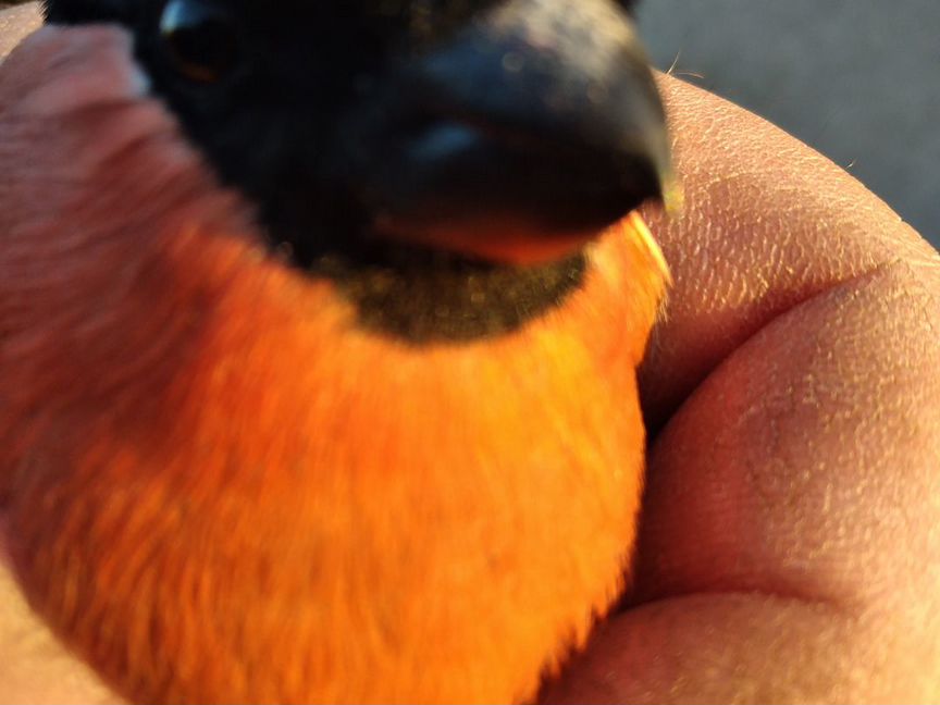 Снигарь птица певчая