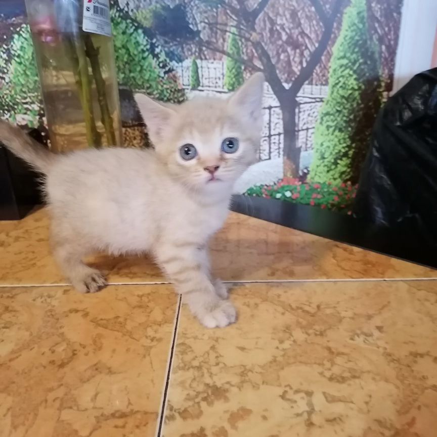 Персиковое чудо