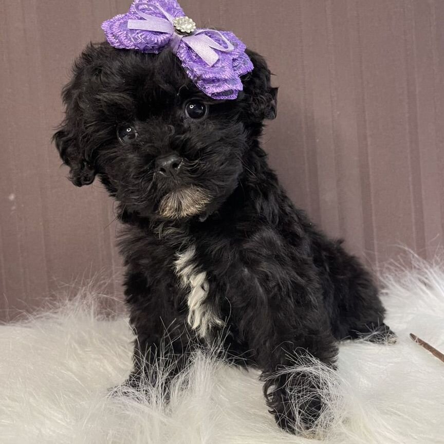 Угольно-черная звездочка