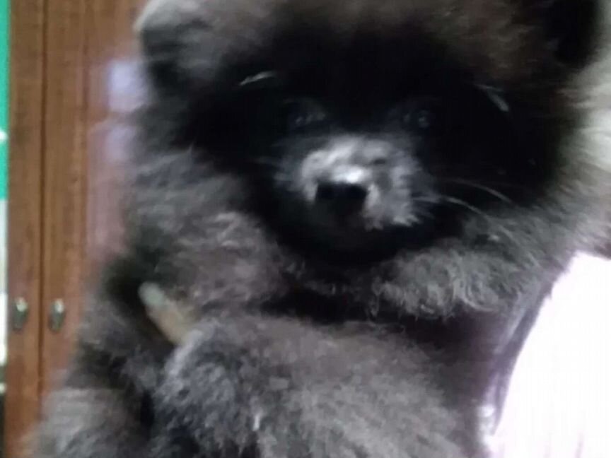 Щенки "шпиц"