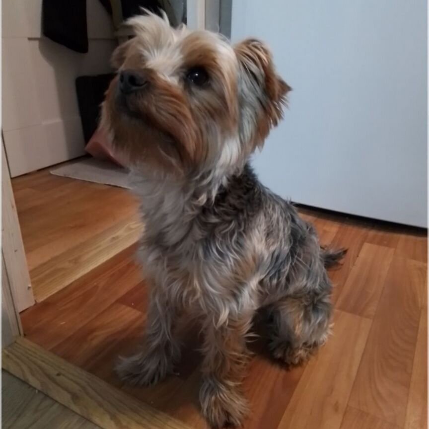 Йоркширский терьер