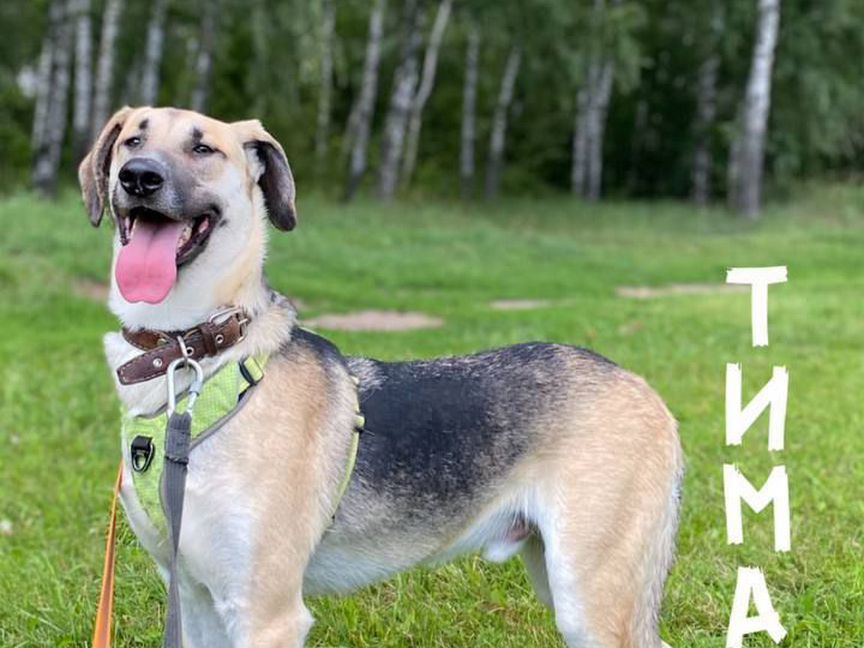 Собака Тим в добрые руки