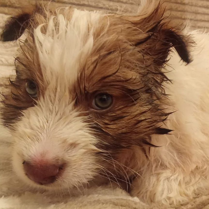 Щенок в добрые руки