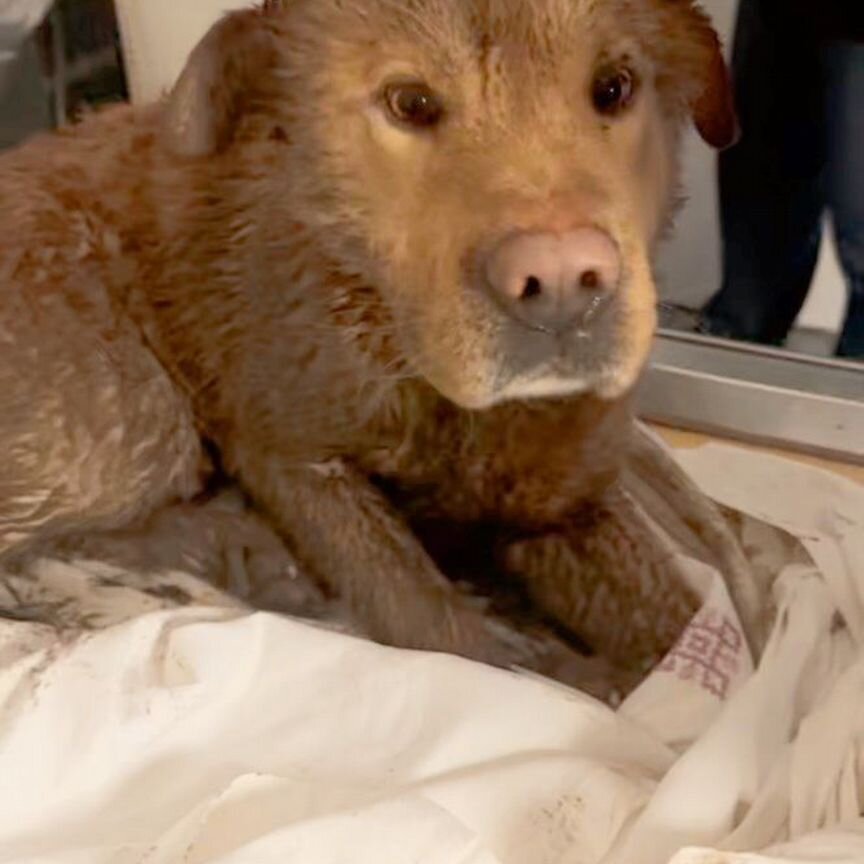 Нашли собаку на дороге