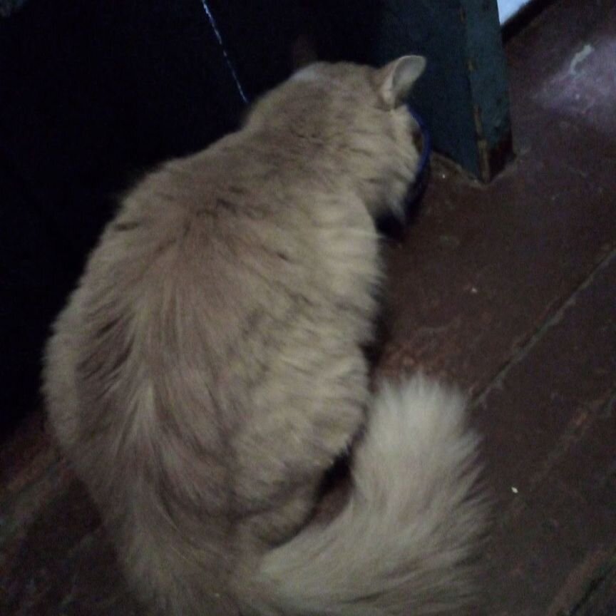 Брошенные коты,прибились. Мейнтхун и сибирский