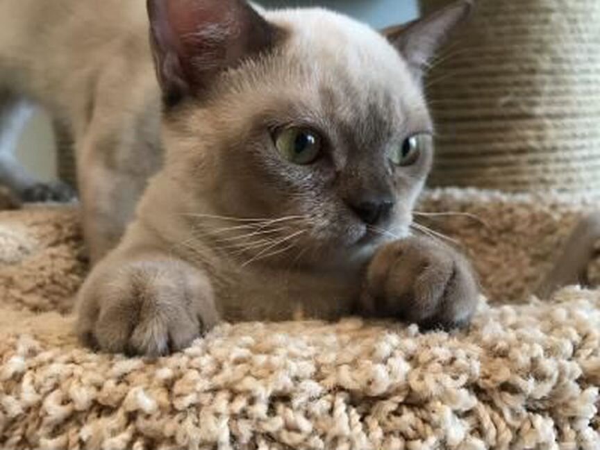 Котенок бурма мальчик