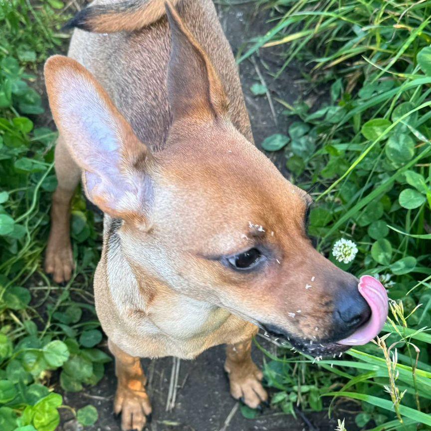 Цвергпинчер, щенок