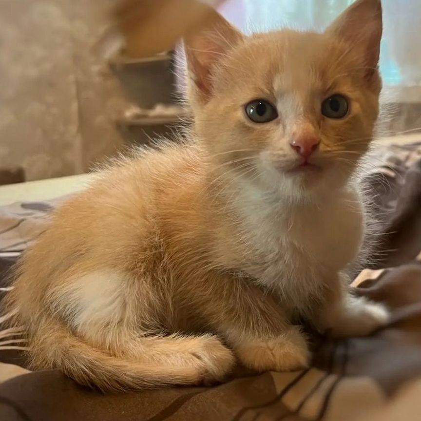 Сибирский котёнок