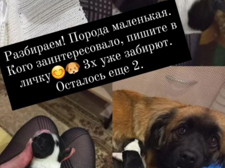 Собака маленькая порода