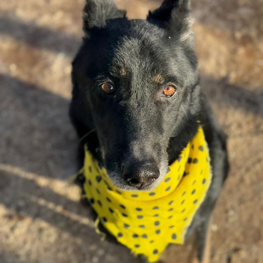 Собака в добрые руки