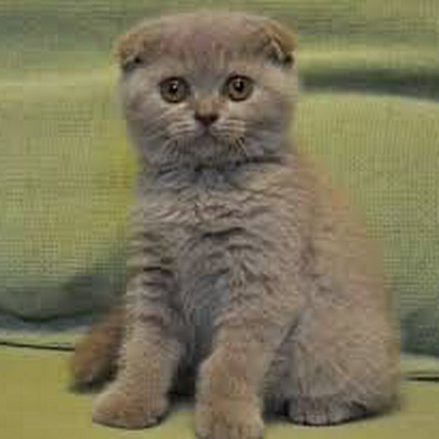 Шотландская девочка