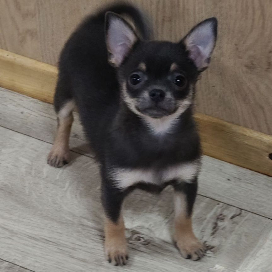 Чихуахуа, щенок