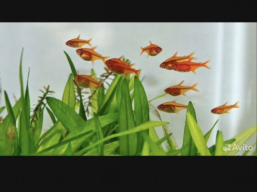 Тетра Аманда