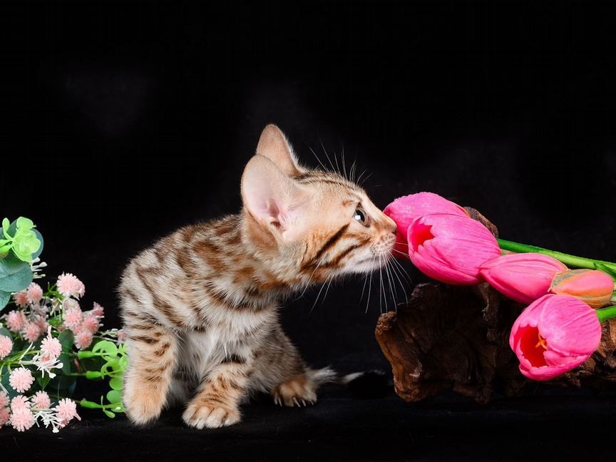 Бенгальская