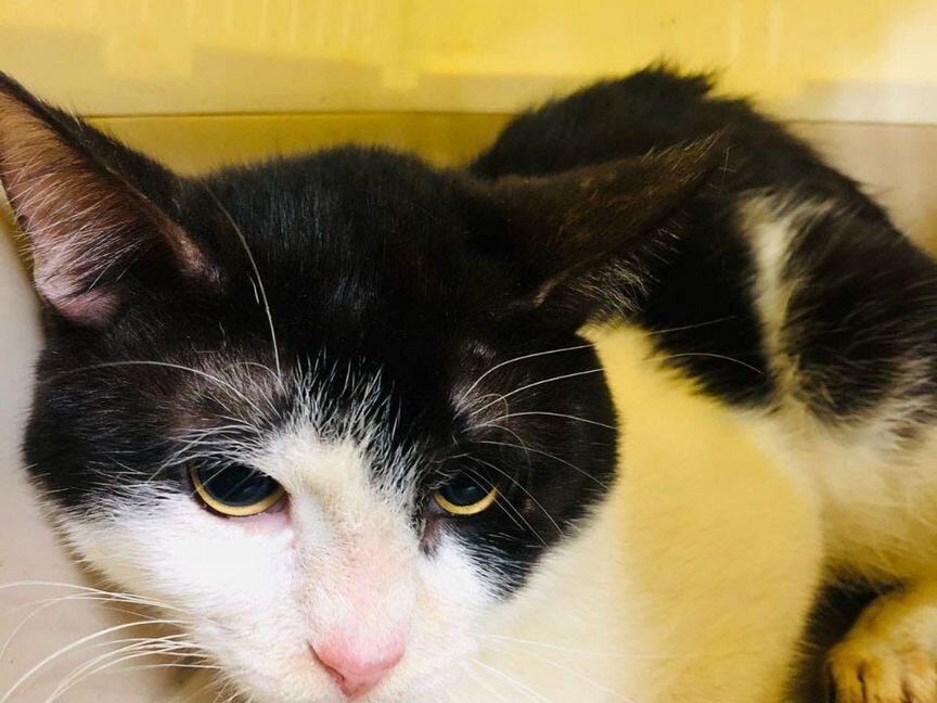 Котик ищет дом