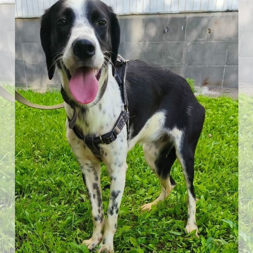 Английский пойнтер, щенок