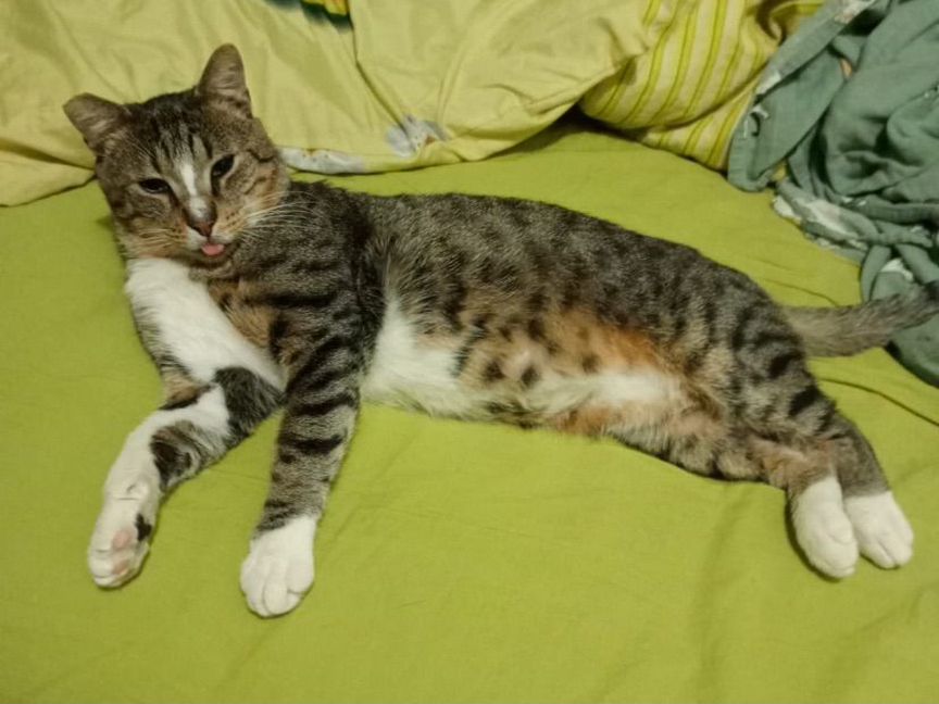 Кот домашний