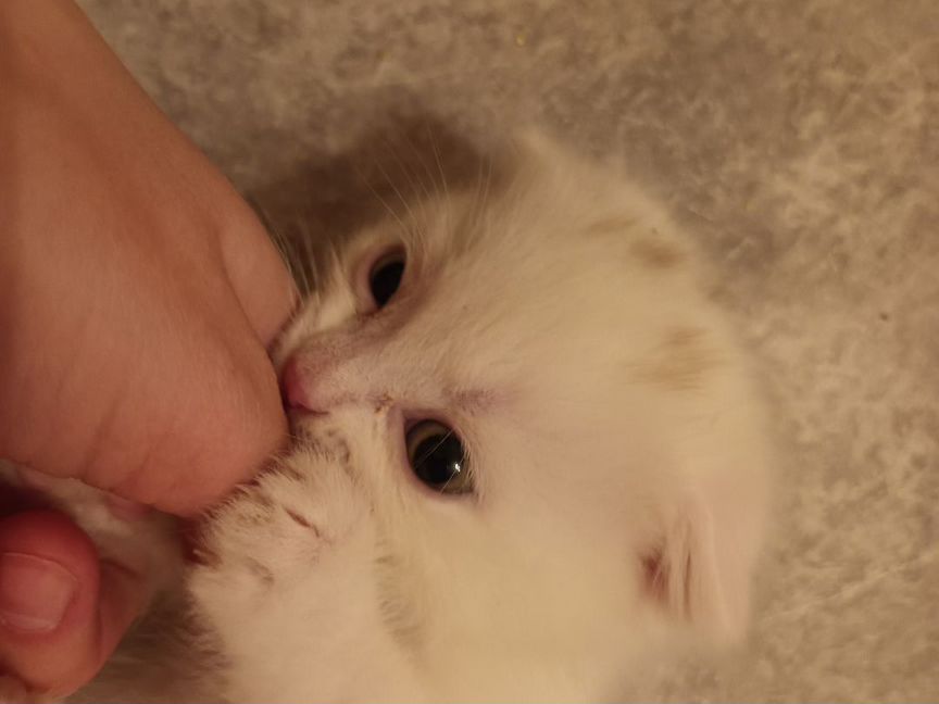 Кошка