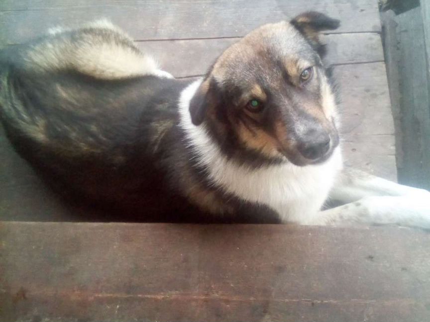 Помогите Пристроить Брошенную собаку