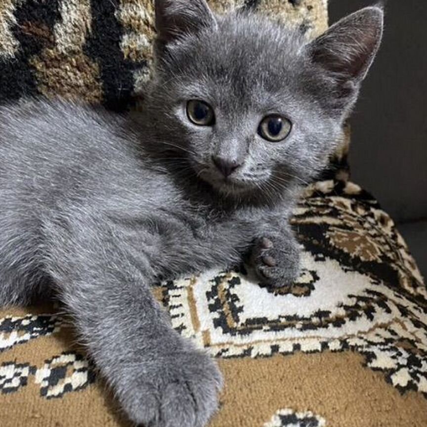 Котенок в добрые руки