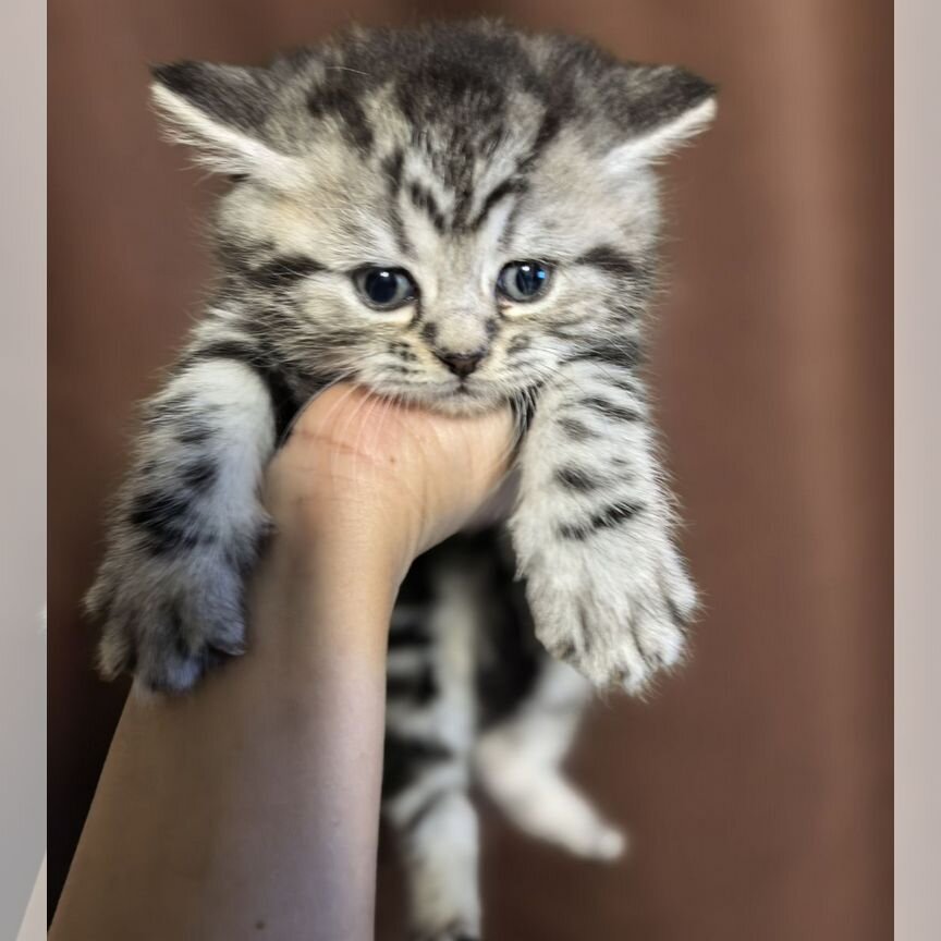 Шотландский вислоухий короткошёрстный котёнок