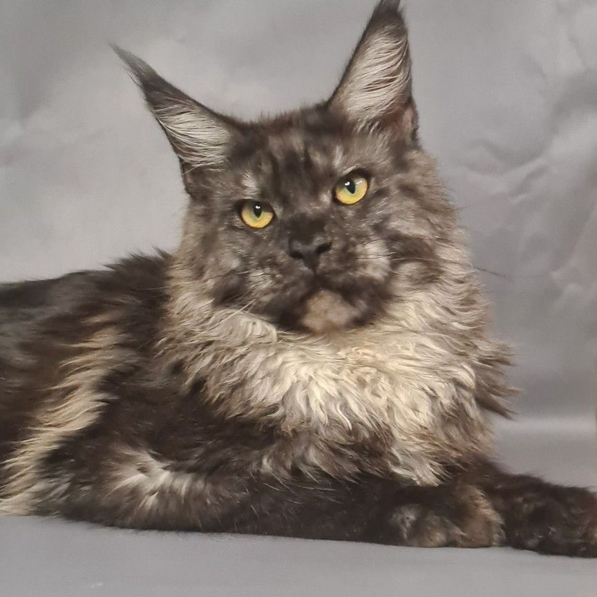 Мейн-кун черный дым, харизма