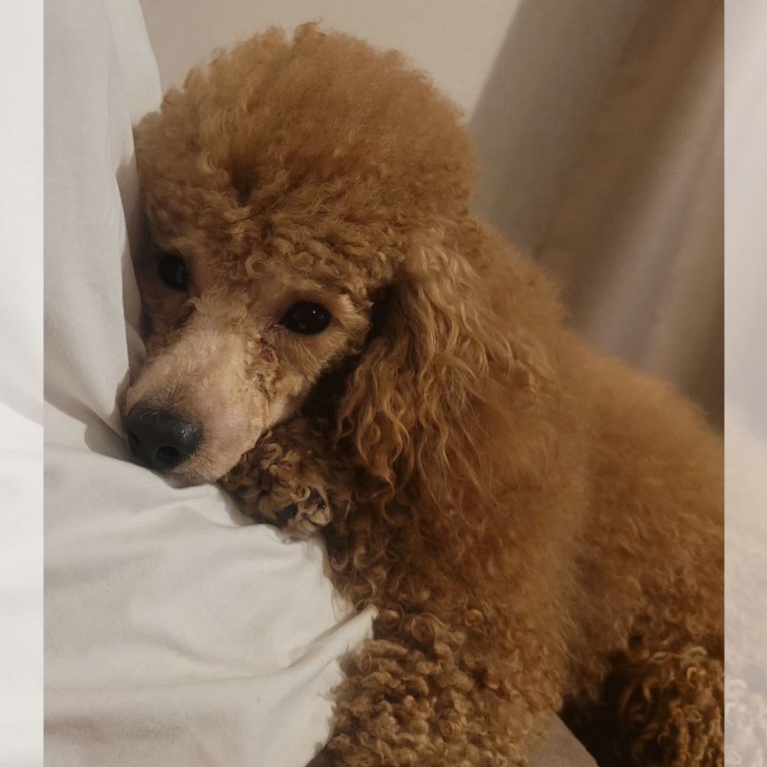 Той-пудель, взрослый пёс