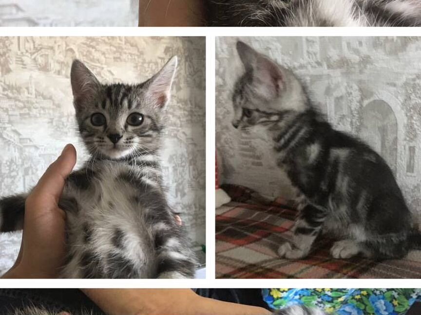 Котята в добрые руки