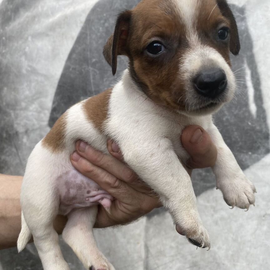 Щенки джек Рассел терьер