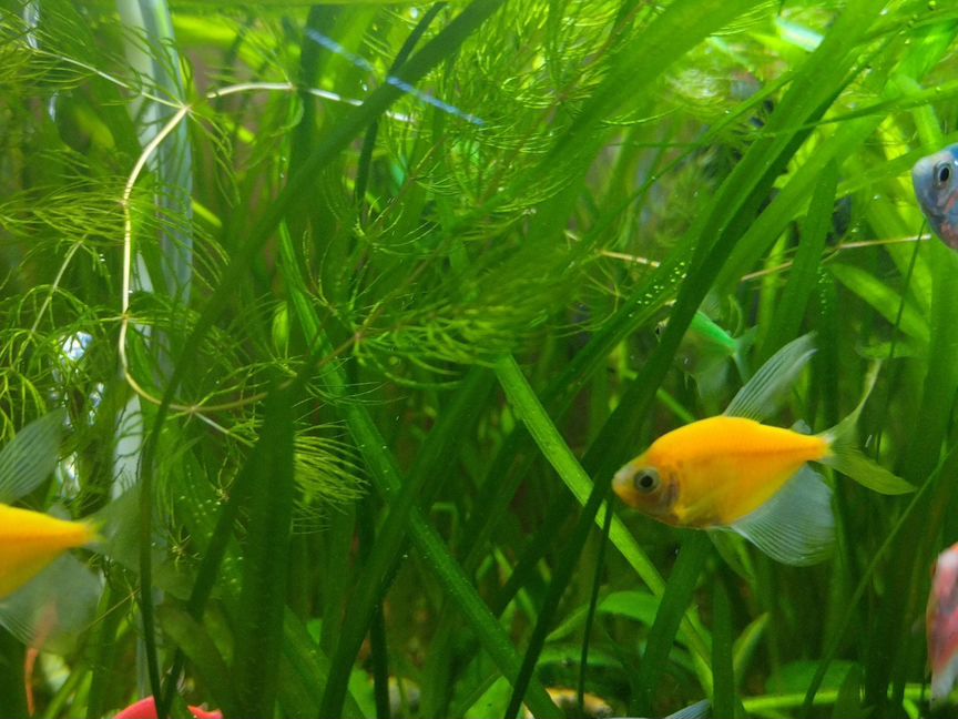 Аквариумные растения